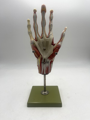 Somso NS13 Muscles of the Hand Model with Base of Forearm Anatomical ...