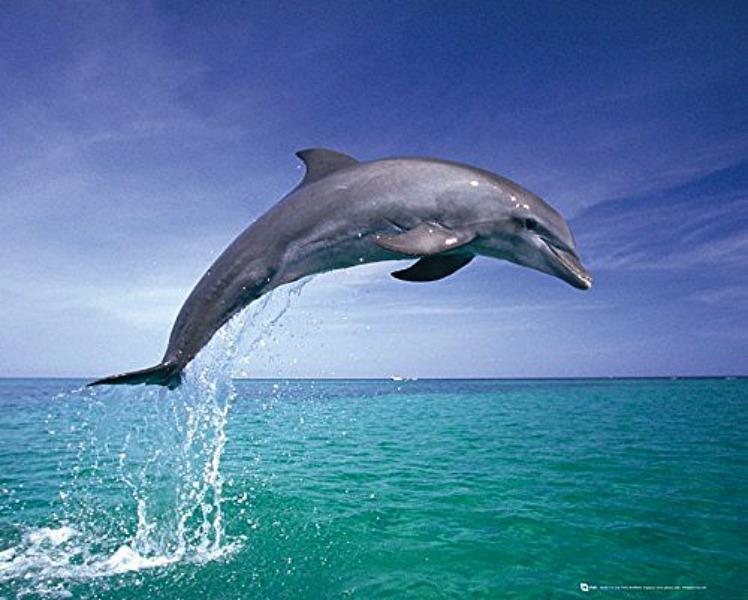 Jumping Dolphins