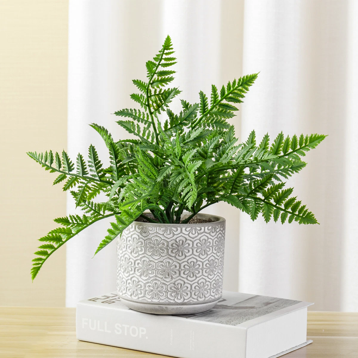 Potted Ferns Plants