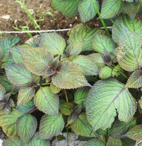 Organic Herb 600 Seeds Bicolor Perilla Seeds Shiso Seed | eBay