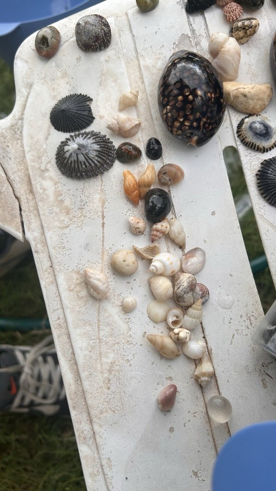 Mystery Kupe’e Unique Hawaiian Shell (Nerite) mixed pack Fresh Oahu 9x ...