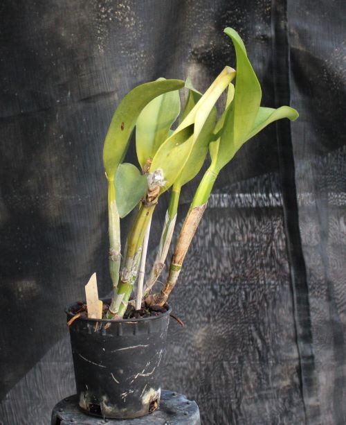 Orchids Laelia Cattleya Pot. Mem. Ralph Smith ‘Black Beauty’--SELECT ...