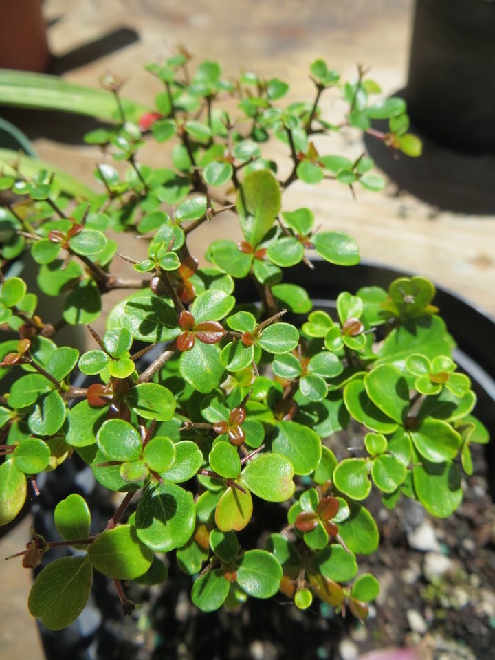 LIVE PLANT 1ft Bucida Spinosa Terminalia - Molinetti - Dwarf Black ...