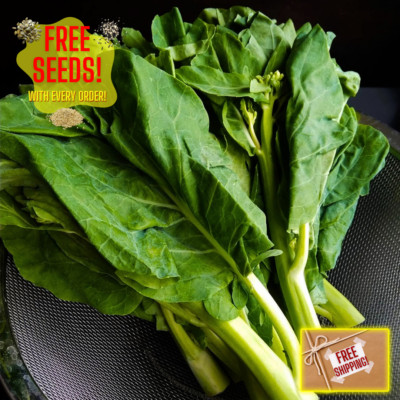 Fresh Chinese Broccoli Seeds | Gai Lan Kale | Heirloom Non-GMO | Asian ...