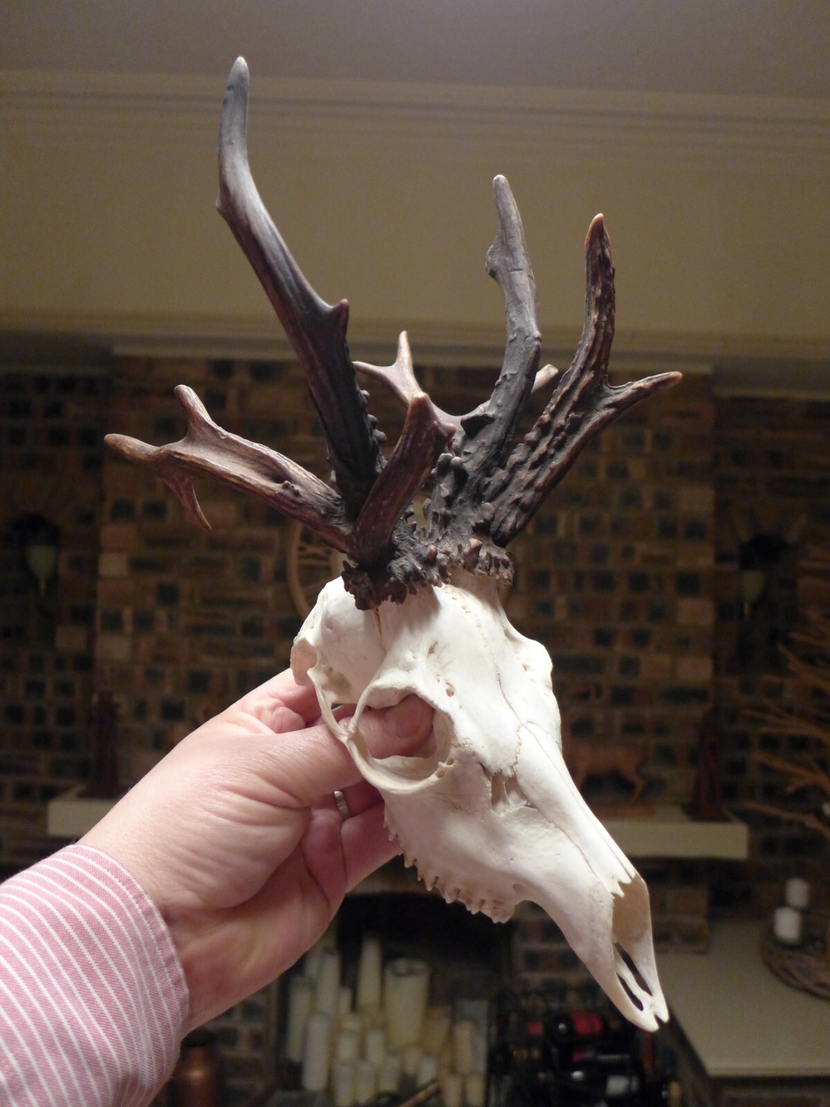 Roe Deer Skull With Abnormal Antlers Trophy Home Cottage Collector ...