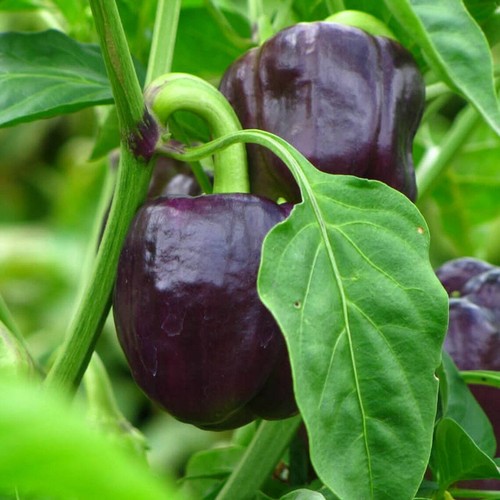 20 Semi Di Peperoncino Dolce " Oda ", Capsicum Annuum | eBay