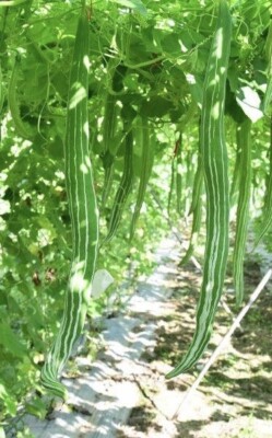 15 SEEDS Snake Gourd Hybrid | Long Snake Gourd | NON-GMO | eBay