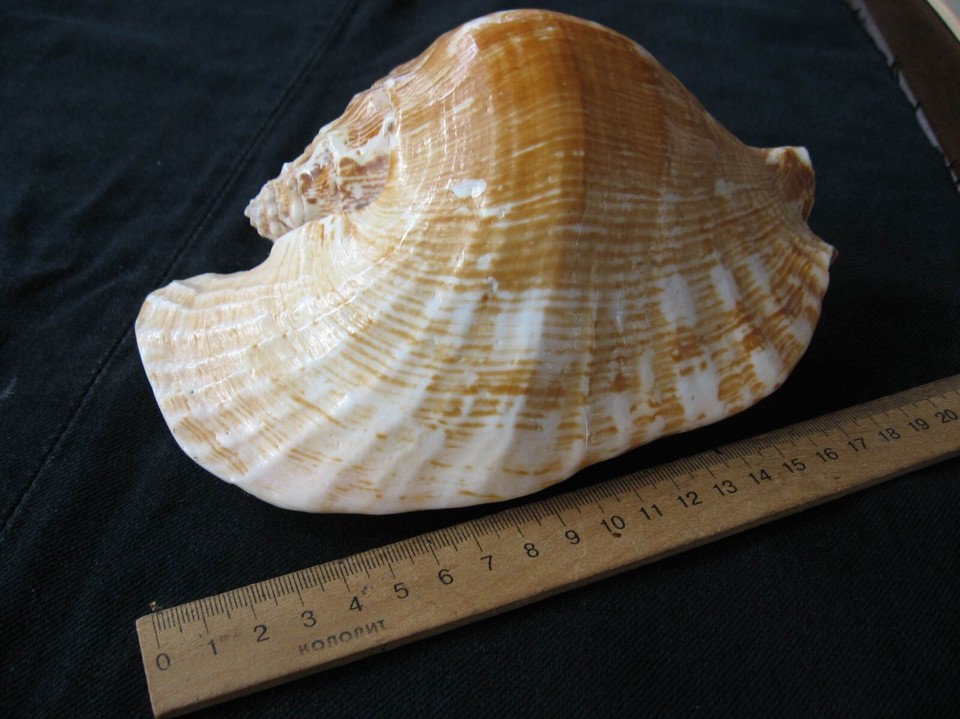 LARGE! Genuine .Very beautiful seashell, in excellent condition | eBay
