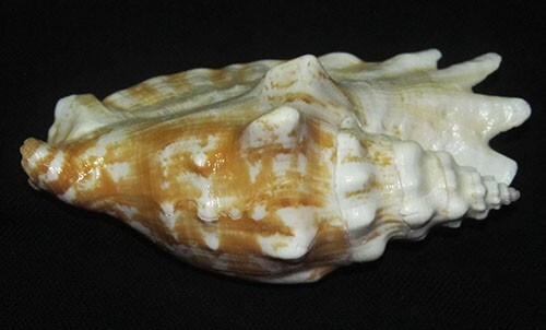 120 mm LARGE Strombus Sinuatus Conch Seashell Racha Island ,Phuket ...