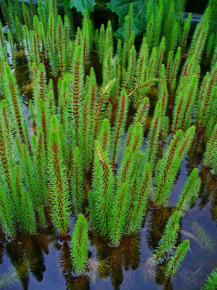 Various NATIVE BRITISH POND MARGINAL PLANTS water bog aquatic wildlife ...