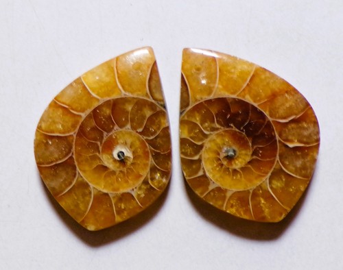 57.70 Cts Natural Ammonite Drilled Cabochon Match Pair Gemstone 31 ...