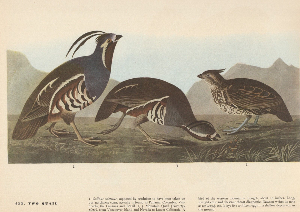 1942 Audubon Art Print 423 Two Quail. Vintage Bird Illustration. | eBay