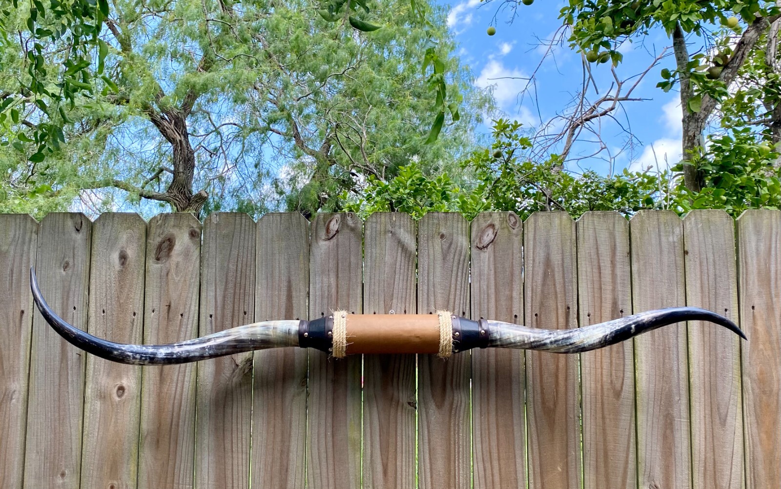 XLg MOUNTED STEER BULL HORNS COW BOY HORN LONGHORNS 5' ft 66" Tip to ...