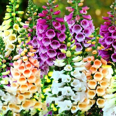 Foxglove Digitalis purpurea dwarf Foxy mixed 5000 seeds+4"FREE PLANT ...