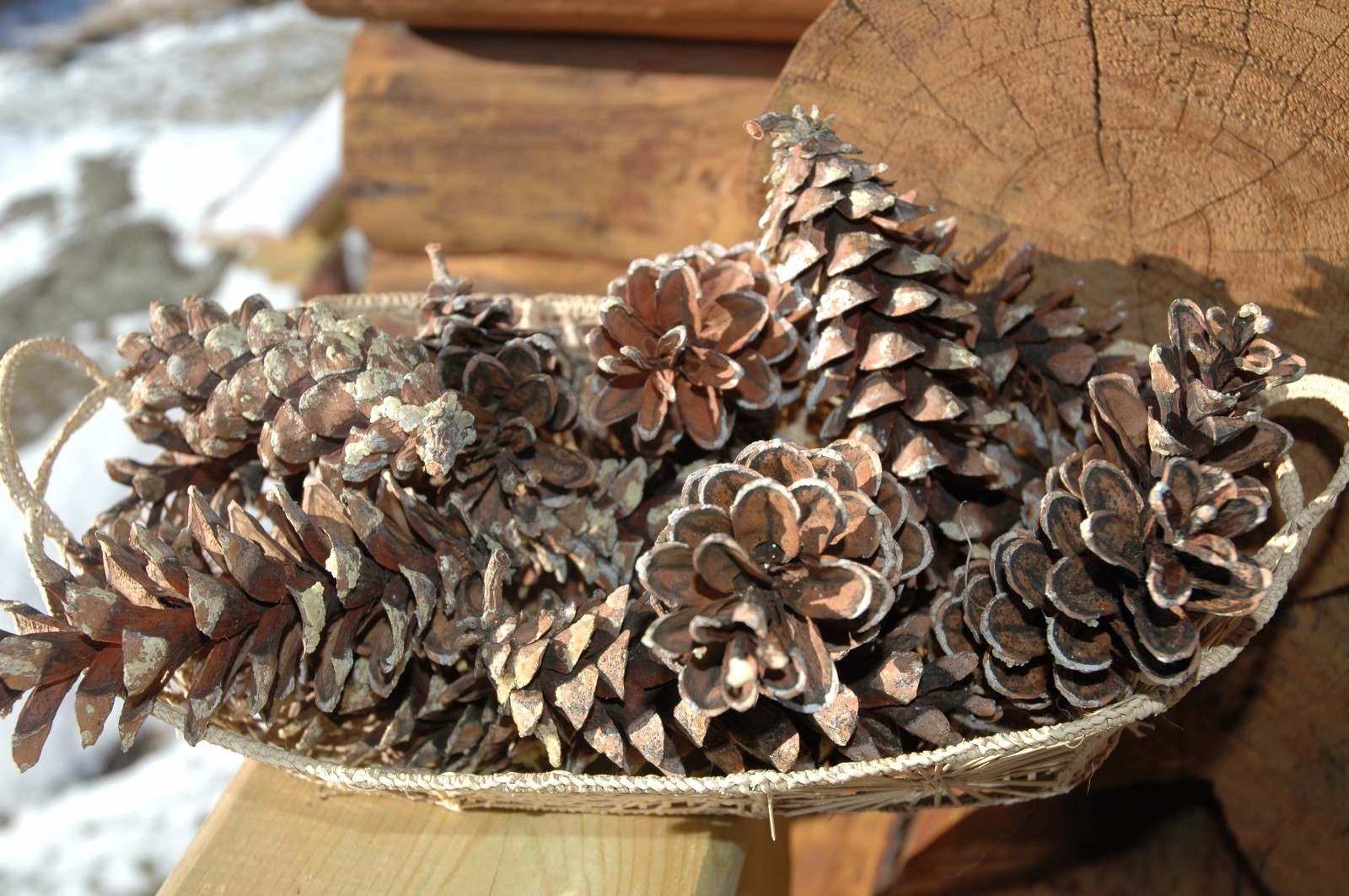 150 REAL WHITE PINE CONES NATURAL CONES GREAT CRAFTS WREATH! | eBay