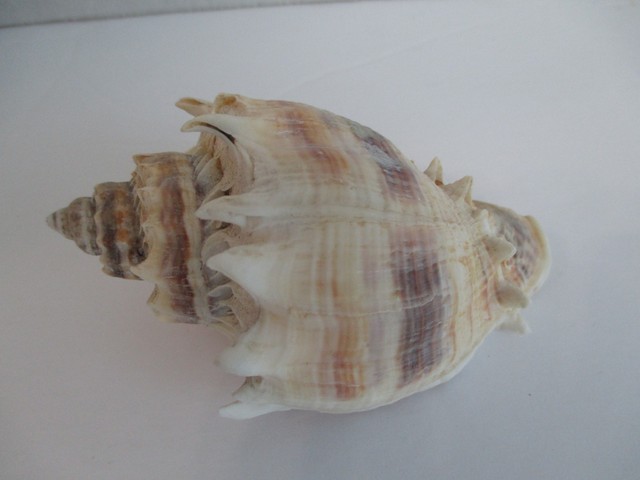 Melongenidae Melongena Corona Altispira 95mm Unknown Origin 026S10 | eBay