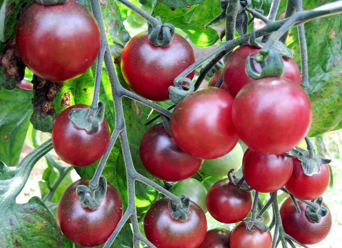 ROSELLA CHERRY TOMATO HUGE CROPS SUPERB SWEET TASTE EXCELLENT FLAVOUR 20 SEEDS | eBay UK