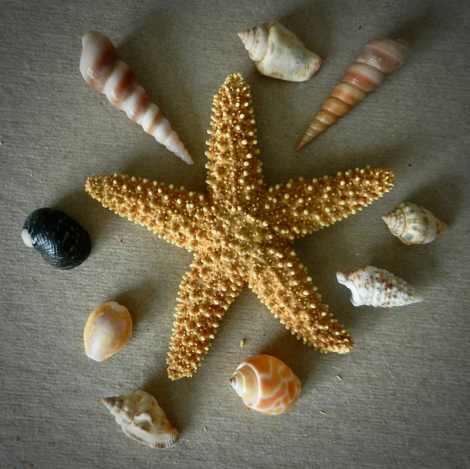 4" Dried Starfish Misc. Small Gastropods Conches Turrets Nerite Cowrie ...