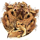 Earth Best Semel Phool - Simbal- Bombax Malabaricum - Simbal Flower 100 ...
