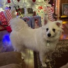 LEGO Star Wars Battle of Felucia Separatist MTT Complete Set 976 Piece ...