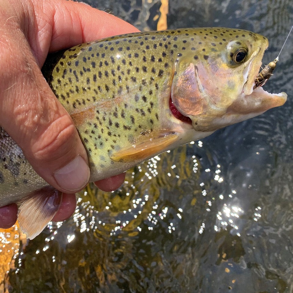 12 flies Tungsten Bead Head 20 Incher Stonefly Nymph Fly - Sizes #10 ...