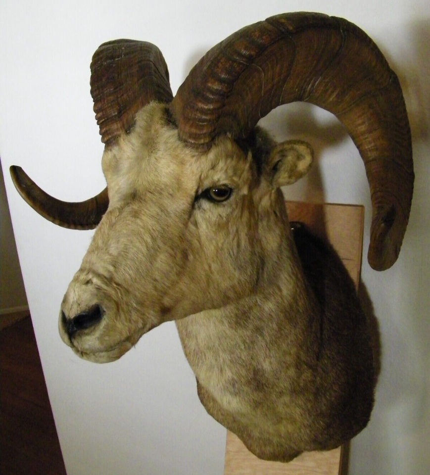 Bighorn Sheep Ram Shoulder Wall Mount Taxidermy | eBay