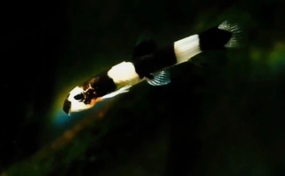 🐼 Live Panda Loach – Rare Exotic Freshwater Bottom Dweller Fish ...