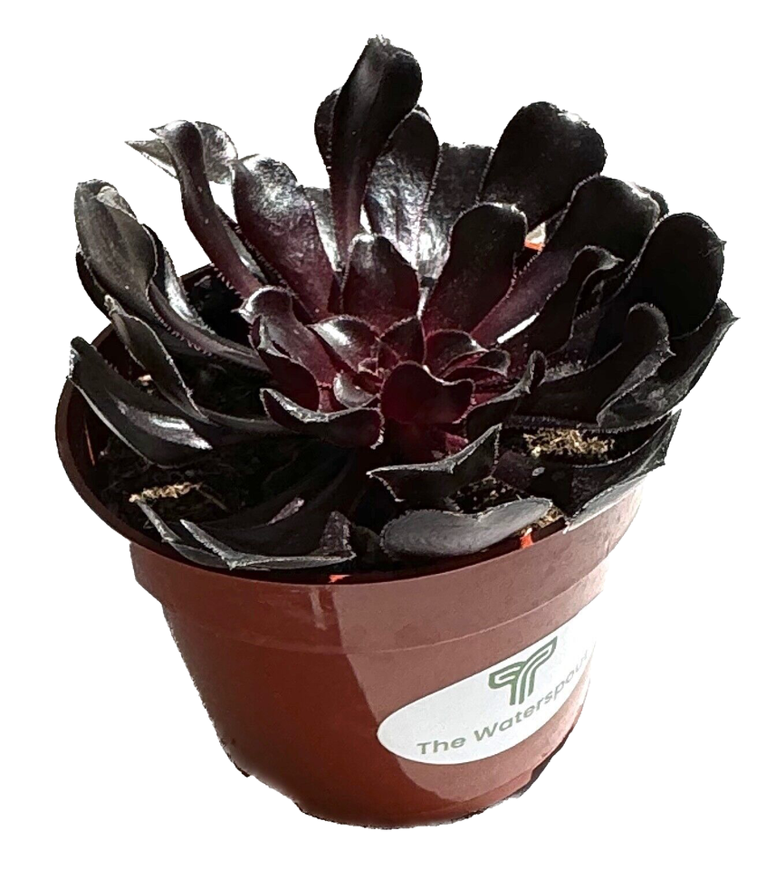 Black Rose Aeonium Arboreum Arb 'Zwartkop' live Plant in 4 inch Pot w ...
