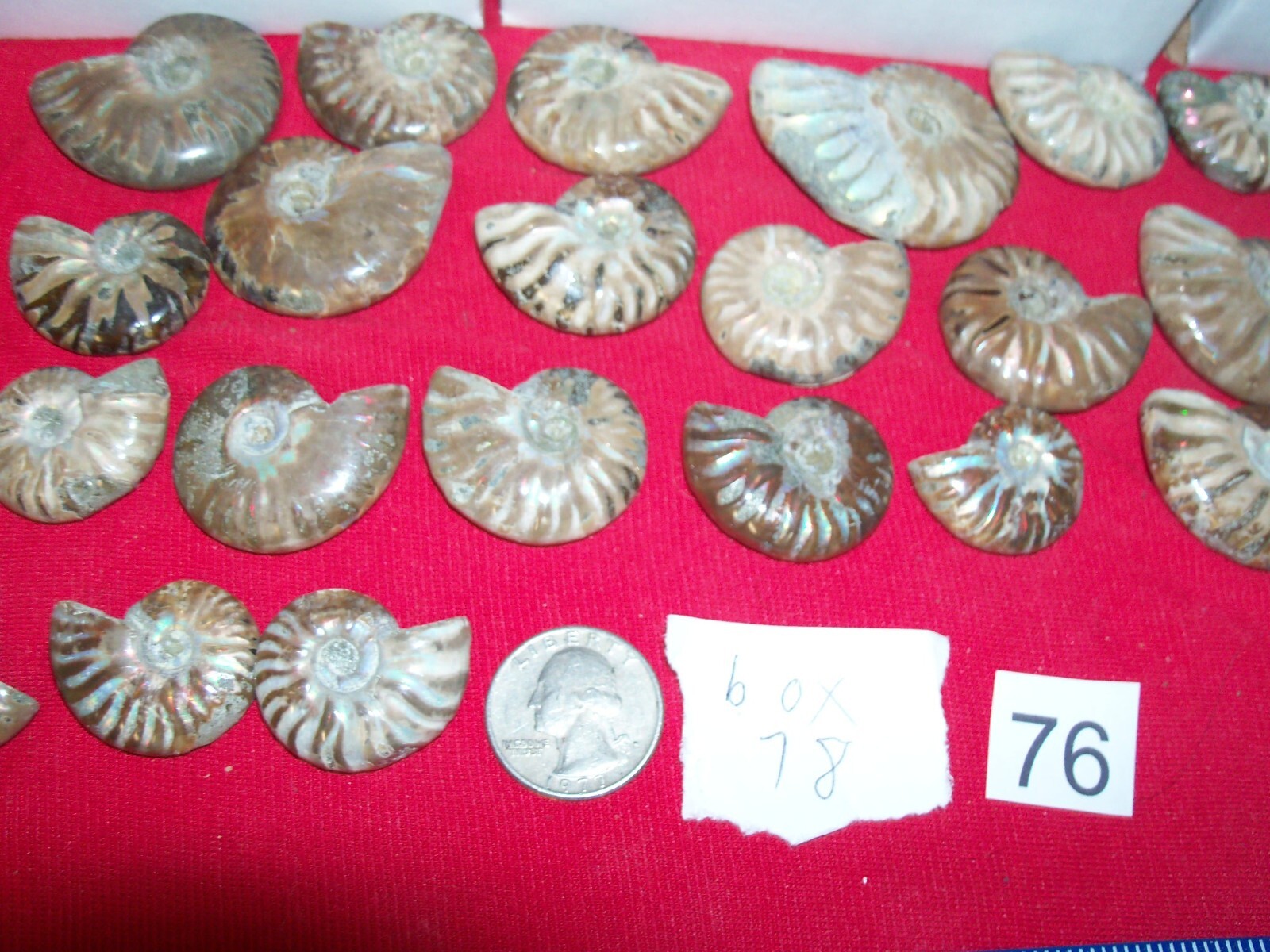 100 fossils. Large ammonite Fossil shark teeth dino tooth gastropod sea ...