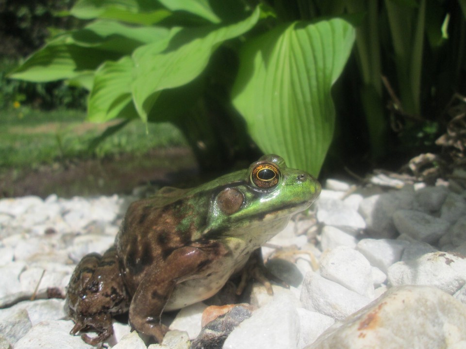 5 = Live Tadpoles - Tree Frogs, Common Greens, Pickerel Frogs or ...