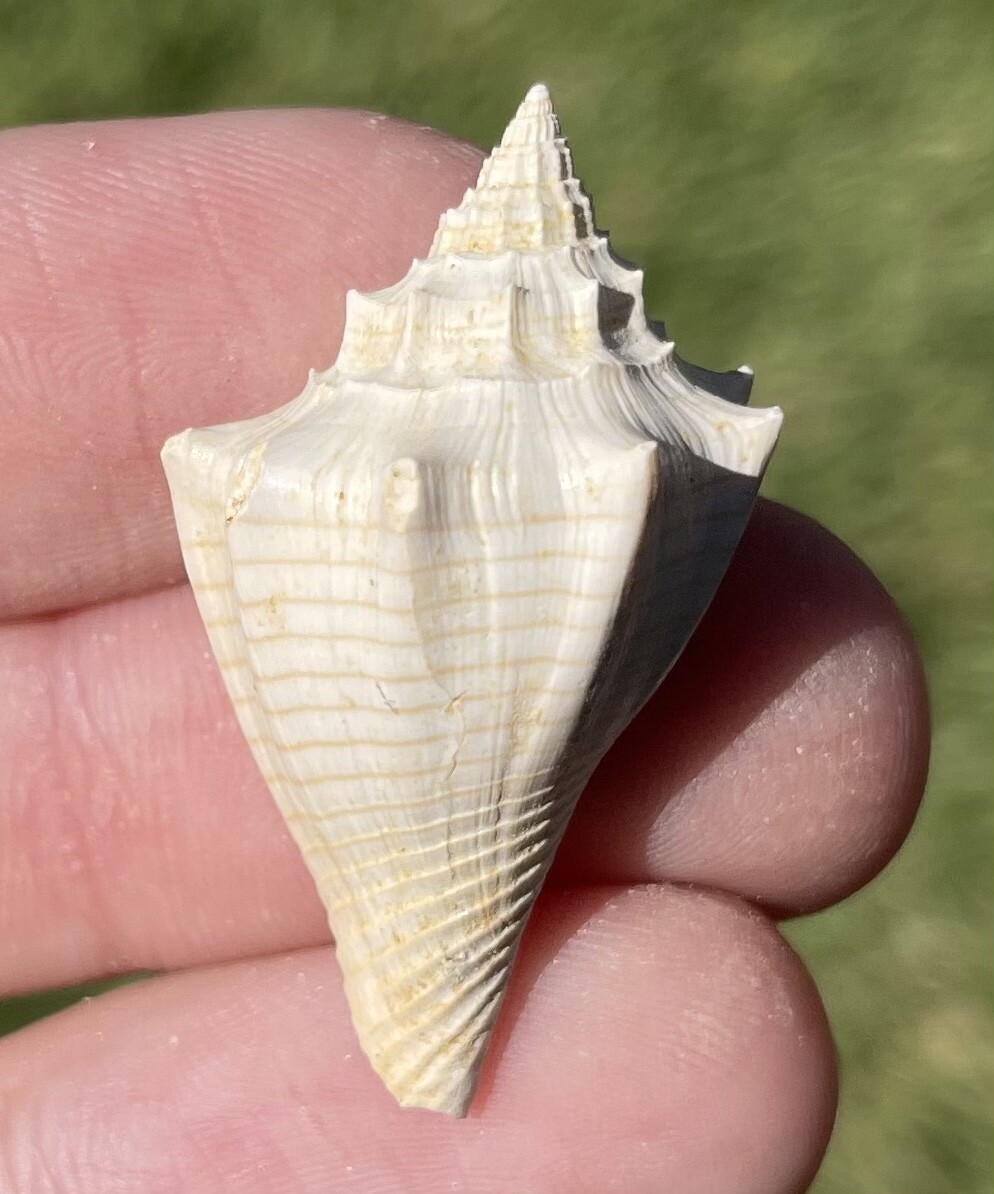 France Fossil Gastropod Athleta spinosa Eocene Age Shell | eBay