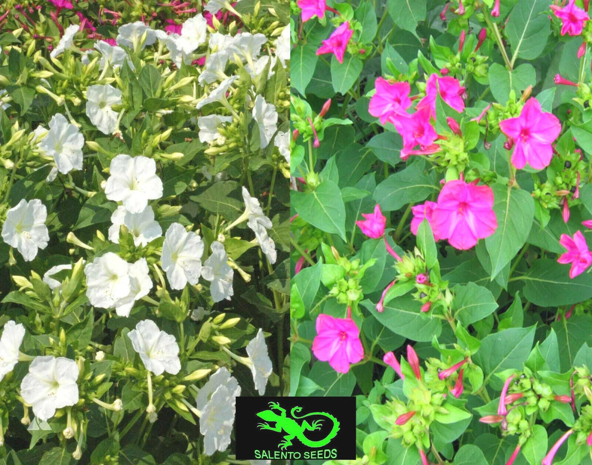 Bella Di Notte Flower | Best Flower Site