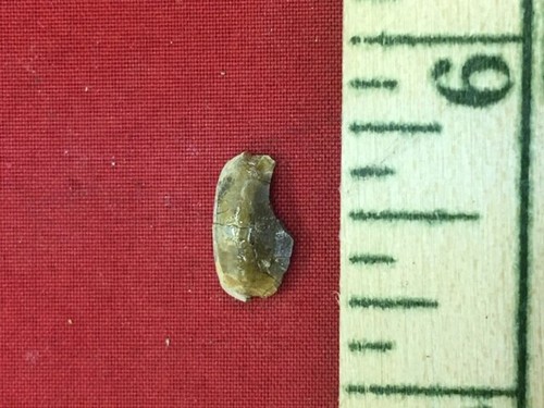 GEOLOGICAL ENTERPRISES Pennsylvanian fossil shark tooth fragment ...