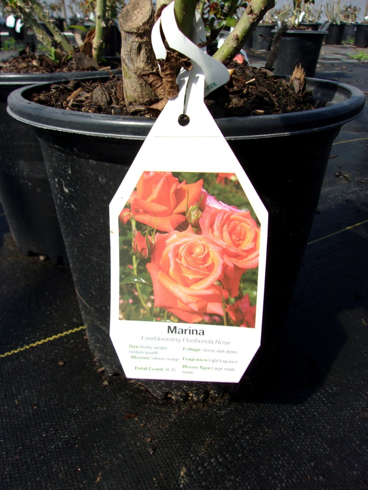 MARINA Everblooming Floribunda Salmon Orange Rose 1 Gal Bush Plants ...