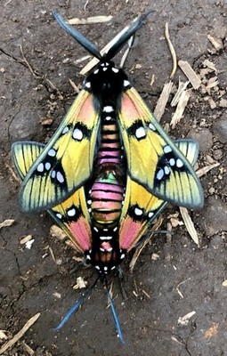 UNMOUNTED MOTH / MALE &FEMALE PRINCELY TIGER MOTHS CHRYSOCALE ...