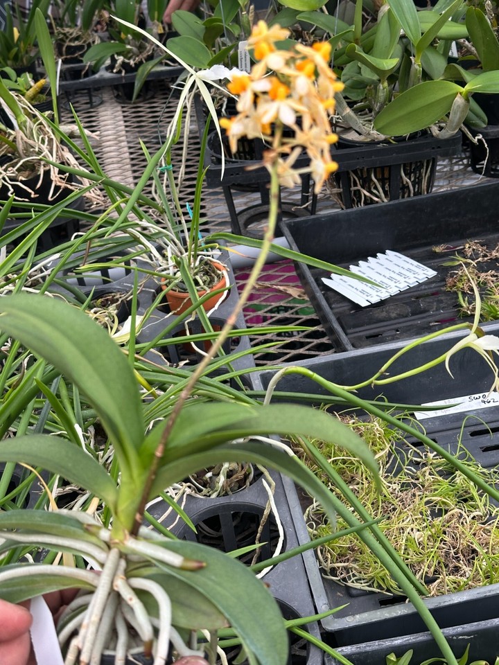 YELLOW FORM MINI VANDA TYPE ORCHID PRIMARY Vdnps. Pulcherrimin BLOOM | eBay