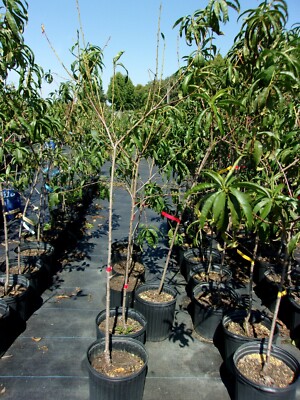 GOLD PRINCE PEACH 4-6 FT TREE PLANT SWEET JUICY PEACHES FRUIT TREES ...