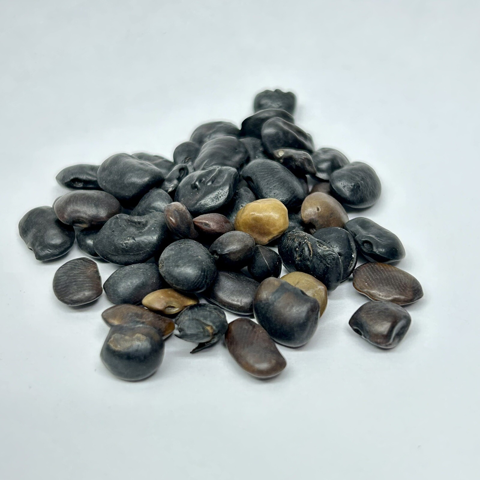 Japanese Pagoda Bonsai Tree Seed Pack Sophora Japonica | eBay