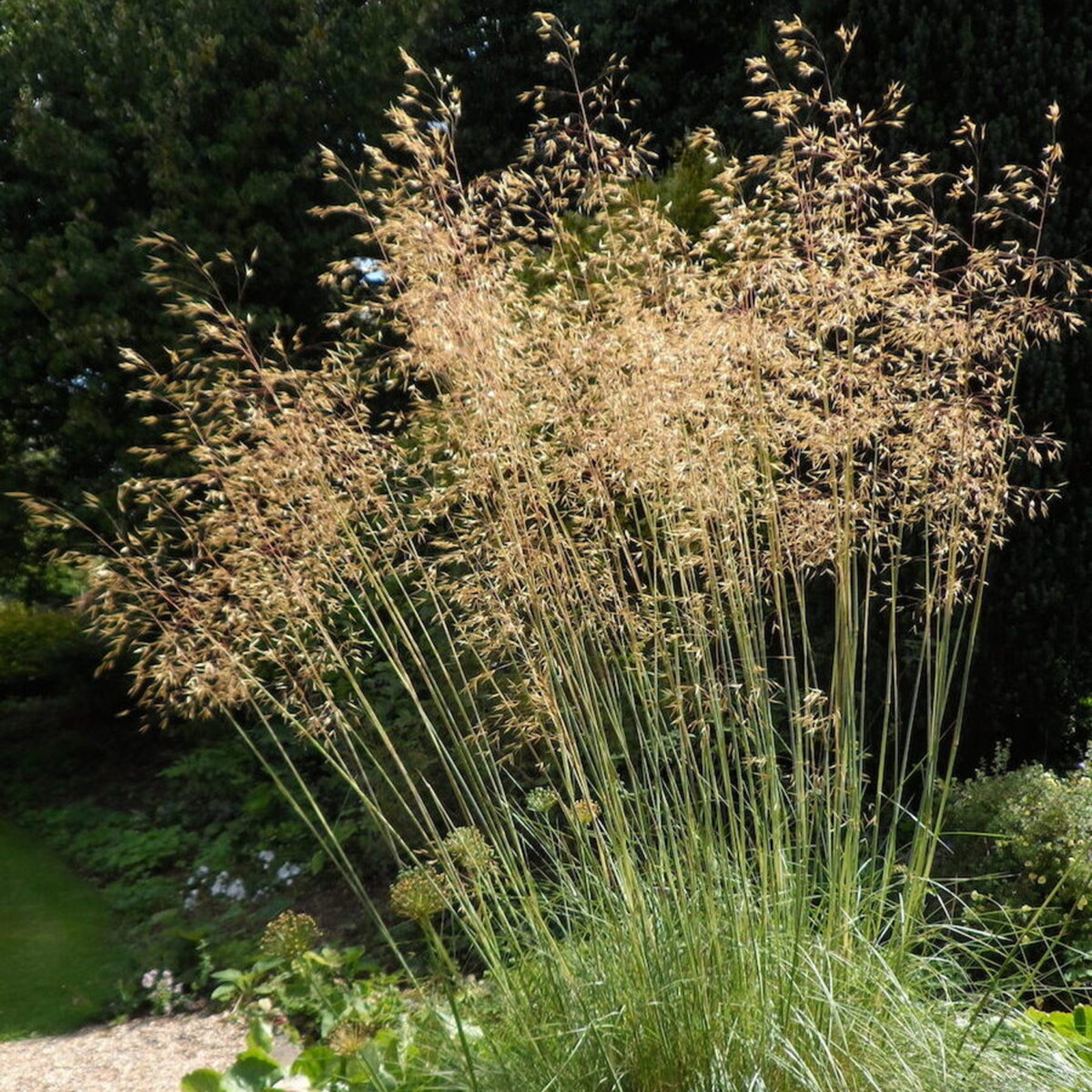 Stipa gigantea Golden Oats Evergreen Flowering Outdoor Garden Grass Pot ...