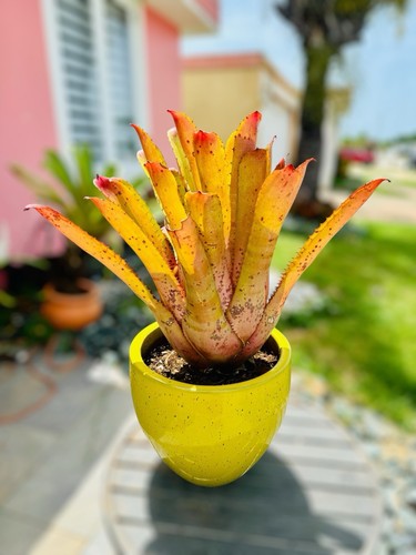 Aechmea ‘Greg’ – Vivid Sun-Kissed Colors & Mango-Like Freckles ...