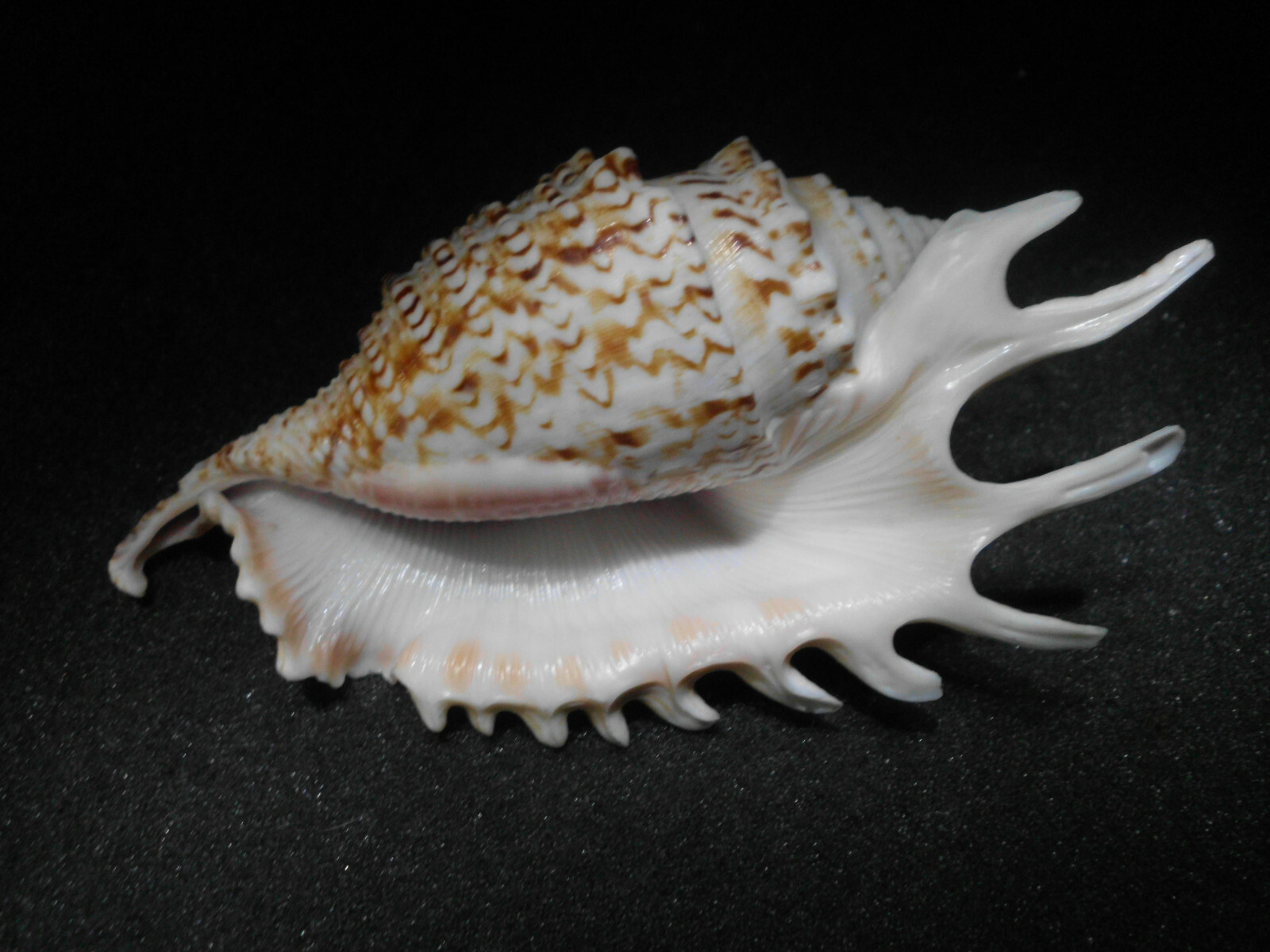VERY RARE! LAMBIS ( LAMBIS) VIOLACEA ( VIOLET SPIDER CONCH)INDIAN OCEAN ...