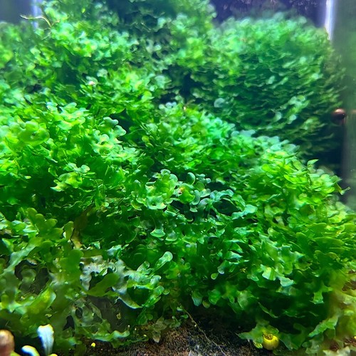 Subwassertang - Live Aquarium Plant - Shrimps/Fish Fry Cover - OUT OF ...