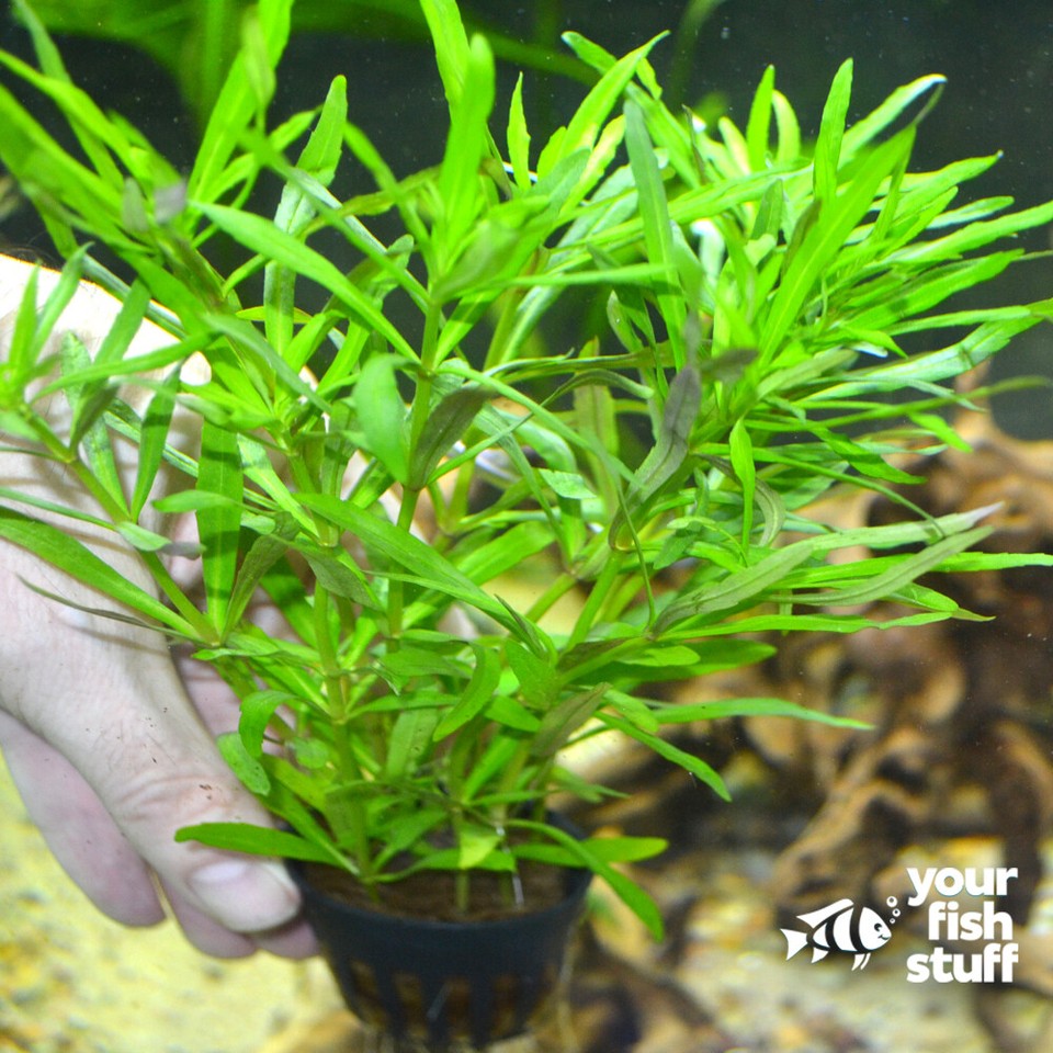 Pogostemon Stellatus Octopus Live Aquarium Plants **BUY 1 GET 1 at 50% ...