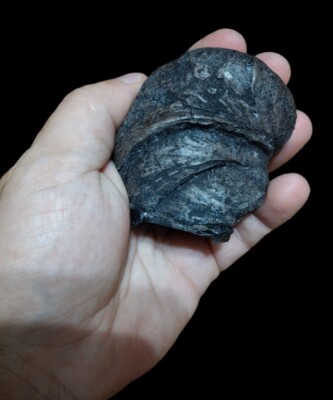 Crepidula Colony Fossil Replica (Miocene Marine Mollusc) from Oregon ...