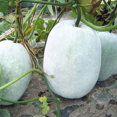 Giant White Skin Winter Melon Seeds |Dong Gua Ash Wax Gourd Hair Asian ...