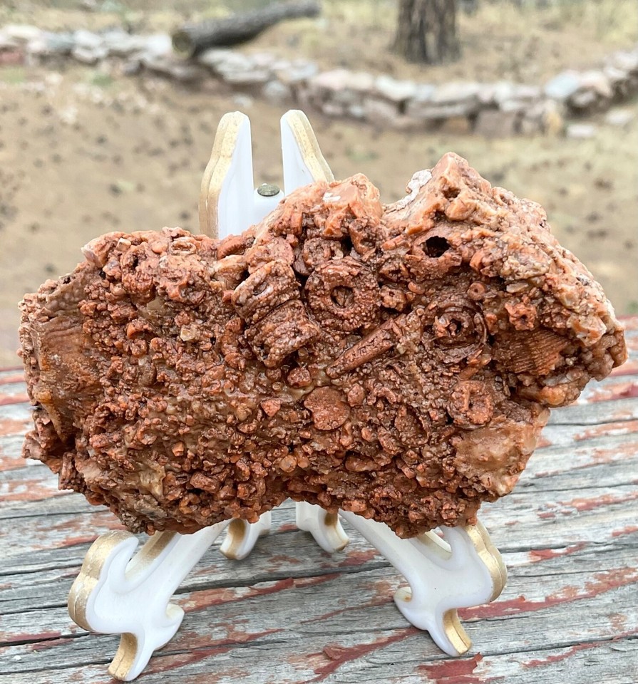 Fossil Crinoid Hash Plate Sea Life Payson Arizona 4” X 2.25” | eBay