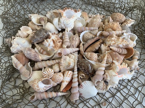 Large Beautiful Seashells Sea Shells Best Value & Price FREE Ship! US ...
