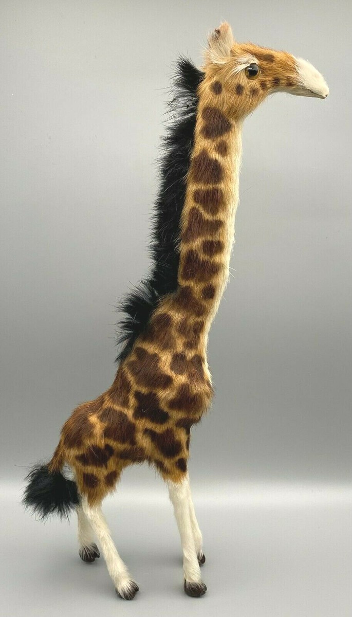 Teacup Giraffe Real Mini Giraffes Spotted In Africa For The First Time