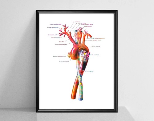 Art Of Abdominal Aorta Human Arterial System Medical Educational Canvas ...