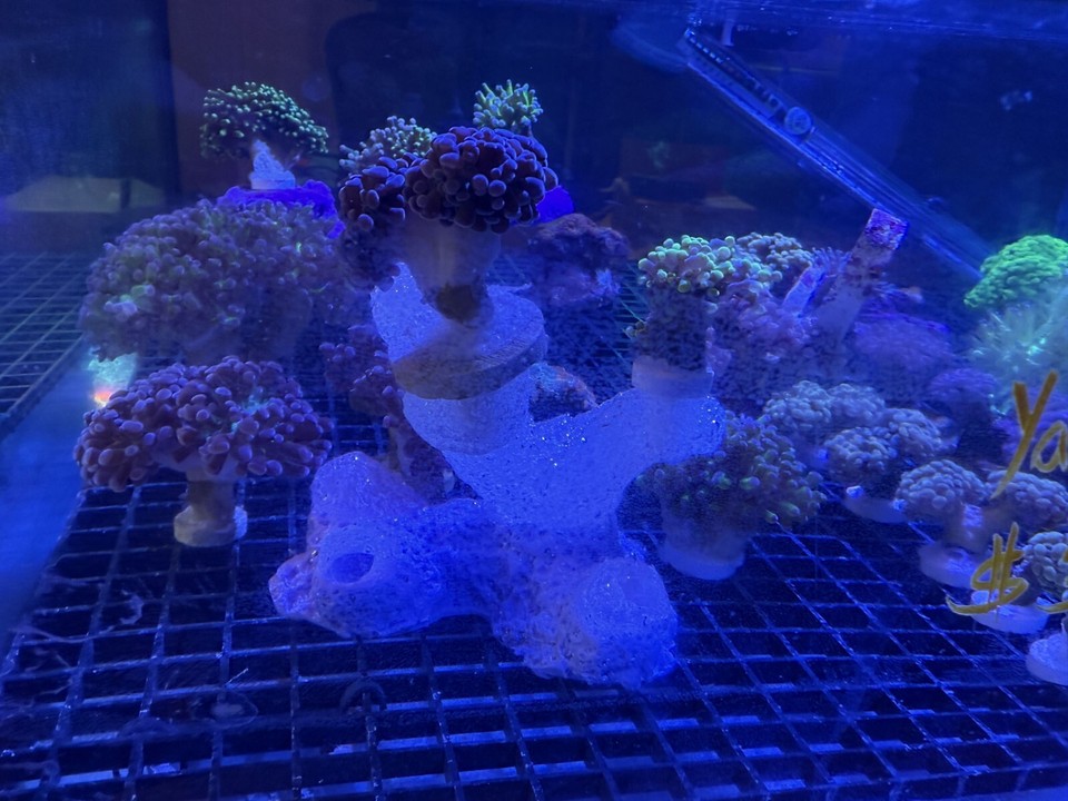 Sandbed 7 Hole Frag Plug Coral Tree Rock Base for Live Coral | eBay